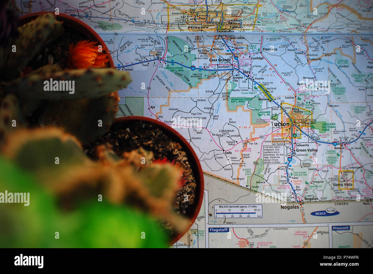 Cacti plants pictured with a map of Arizona Stock Photo - Alamy