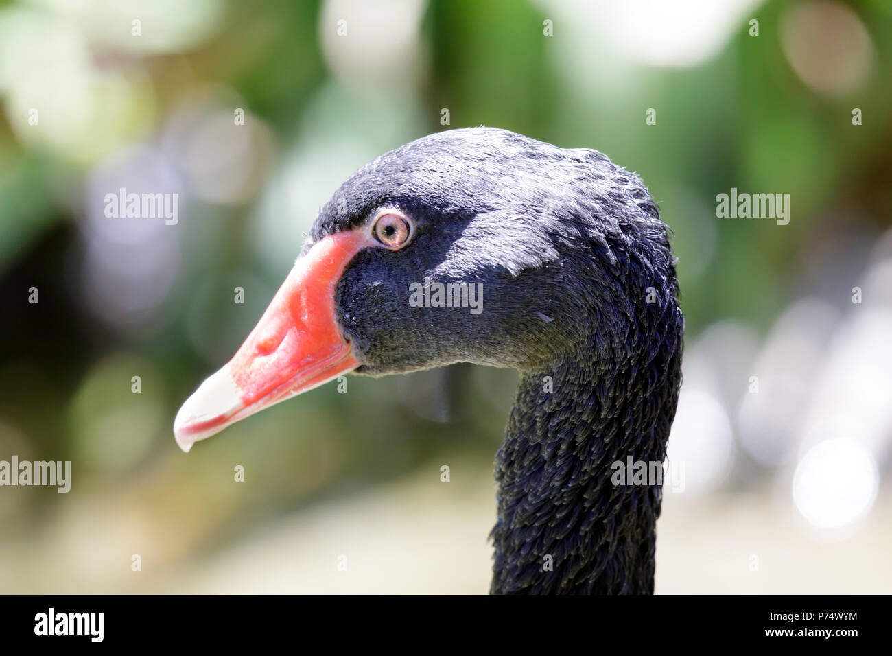Black Swan Head Stock Photo - Alamy
