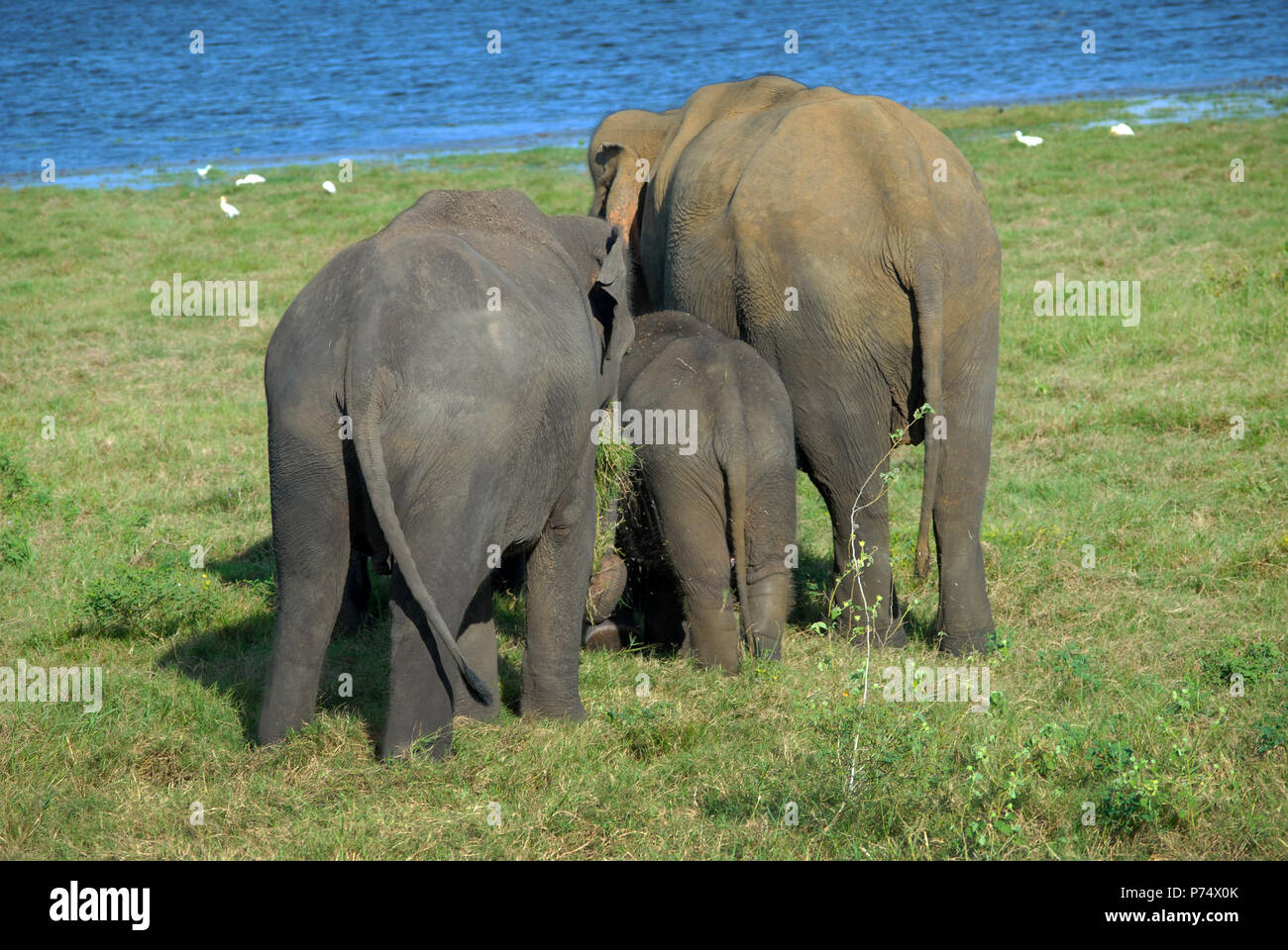 Elephants at Kaudulla National Park, Sri Lanka Stock Photo - Alamy