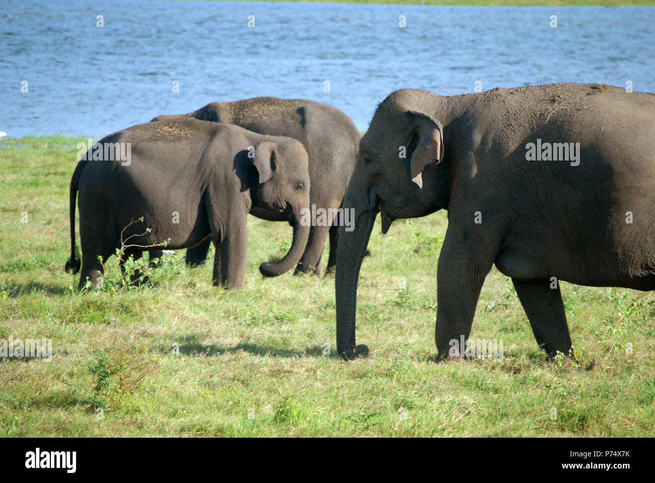 Elephants at Kaudulla National Park, Sri Lanka Stock Photo - Alamy