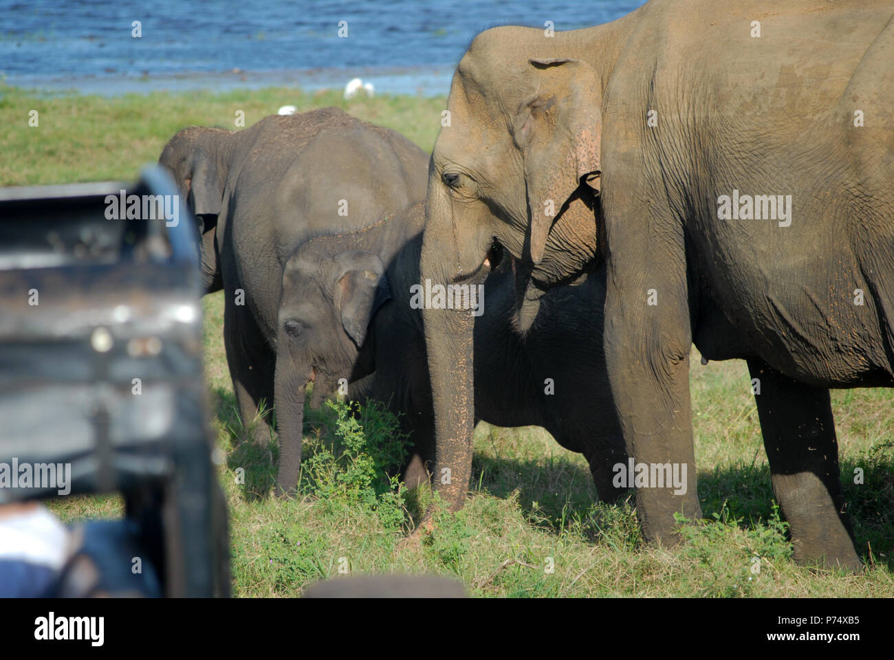 Elephants at Kaudulla National Park, Sri Lanka Stock Photo - Alamy