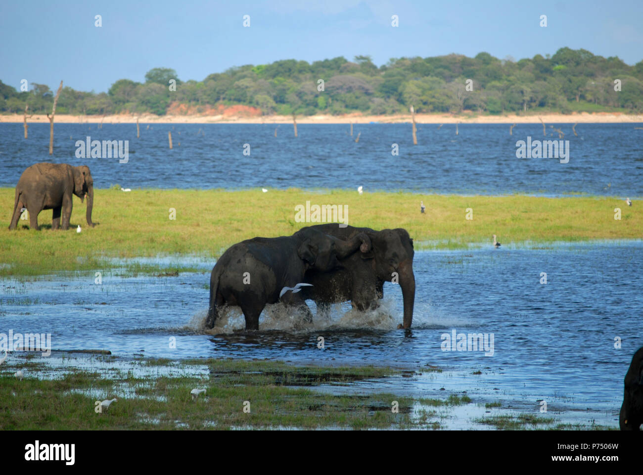 Elephants at Kaudulla National Park, Sri Lanka Stock Photo - Alamy