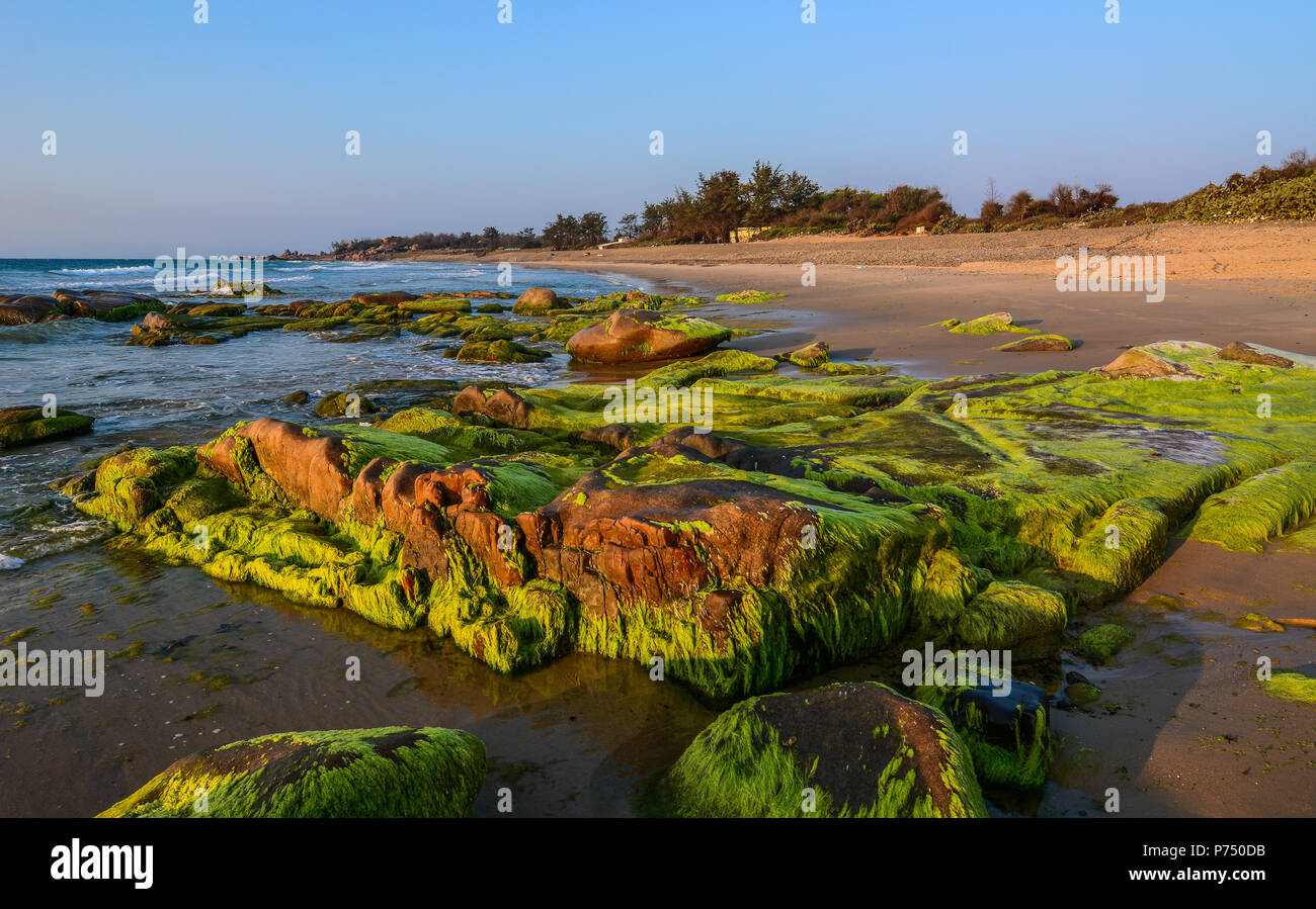Algae china beach hi-res stock photography and images - Alamy