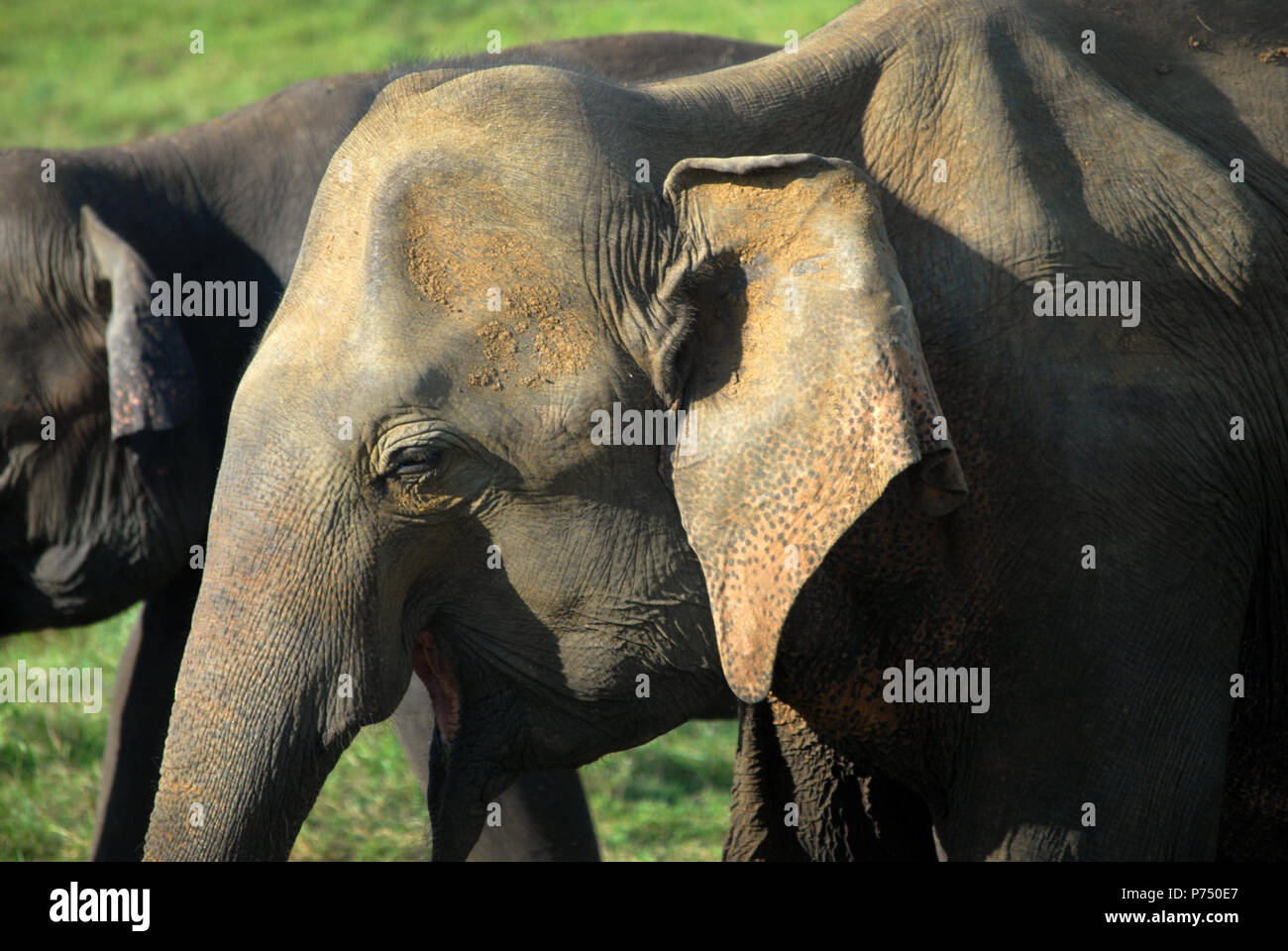 Elephants at Kaudulla National Park, Sri Lanka Stock Photo - Alamy