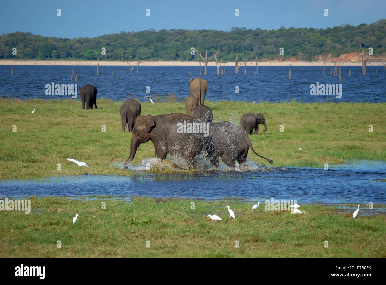 Elephants at Kaudulla National Park, Sri Lanka Stock Photo - Alamy