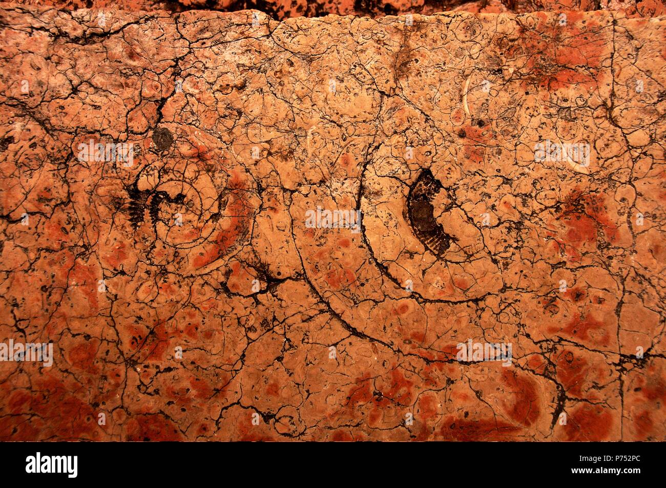 Ammonite marble hi-res stock photography and images - Alamy
