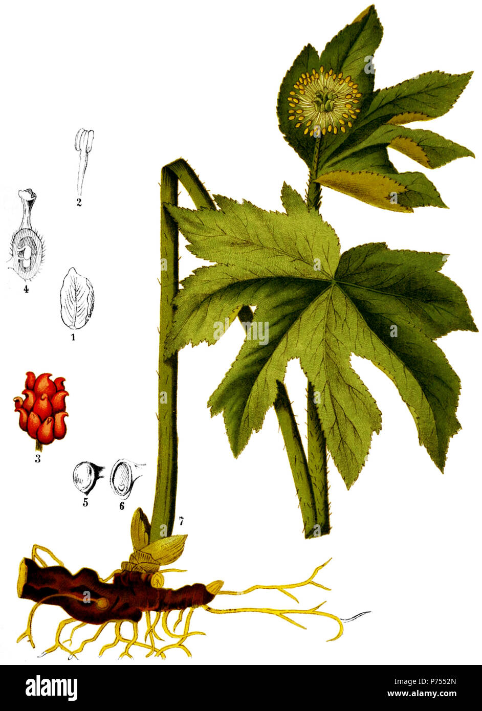 Hydrastis canadensis hi-res stock photography and images - Alamy