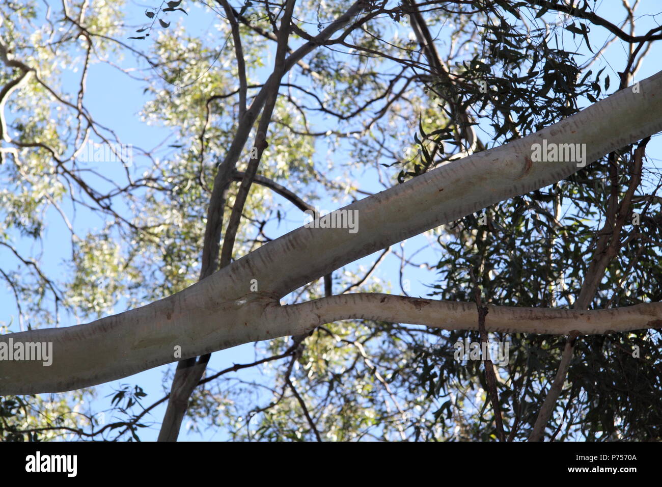 Branch of the Brittle Gum (Eucalyptus Mannifera Stock Photo - Alamy