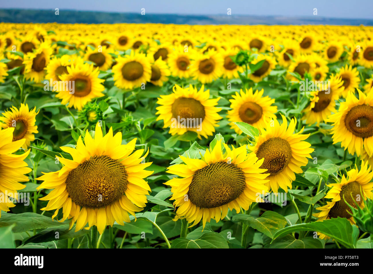 Golden field of sunflowers hi-res stock photography and images - Alamy