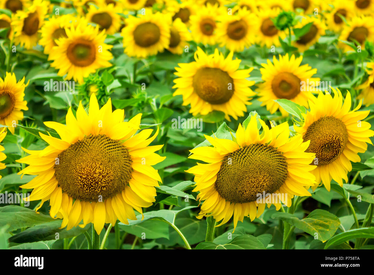 a lot of sunflowers on the field Stock Photo - Alamy