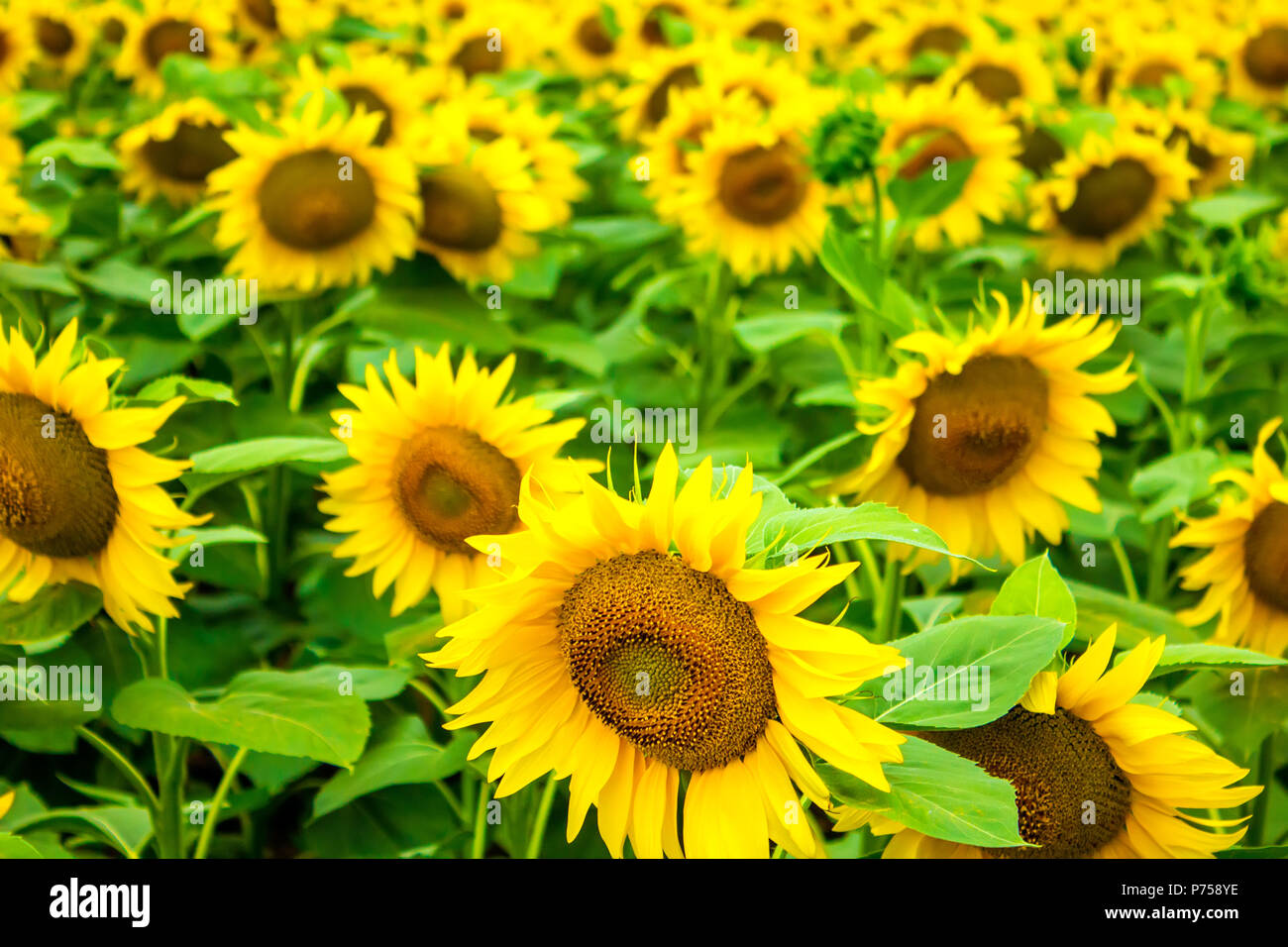 Golden field of sunflowers hi-res stock photography and images - Alamy