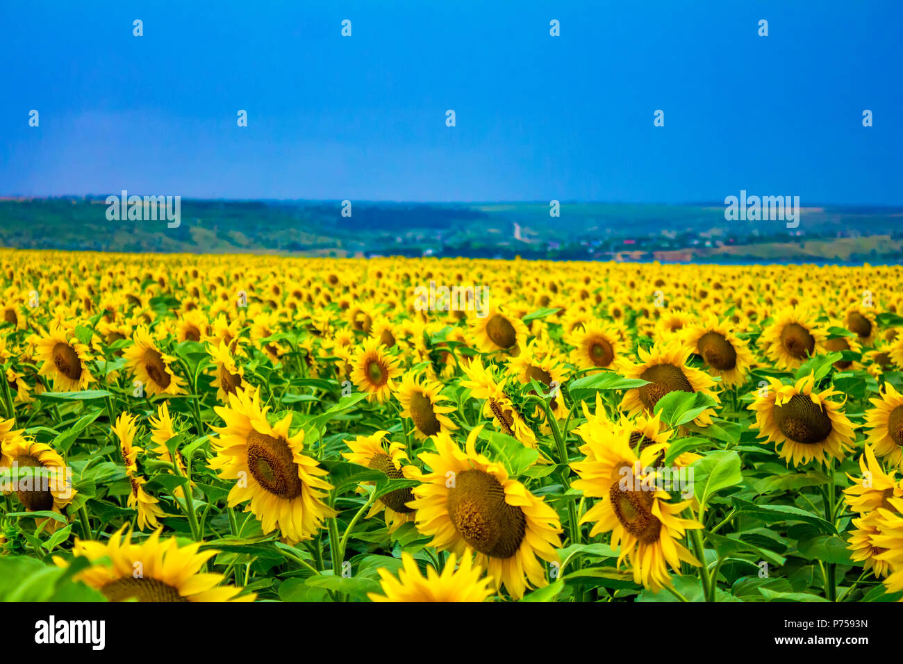 a lot of sunflowers on the field Stock Photo - Alamy