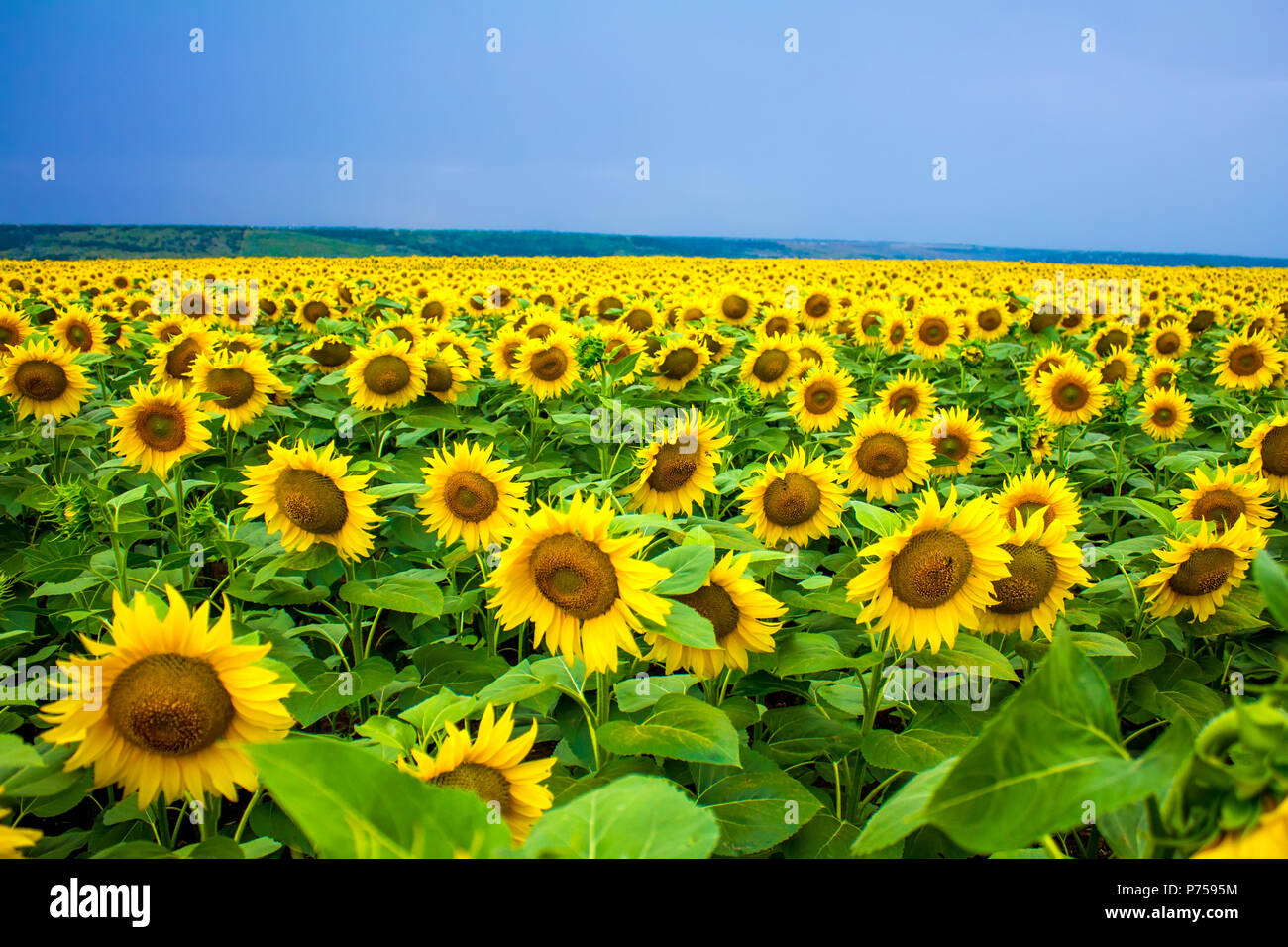 a lot of sunflowers on the field Stock Photo - Alamy