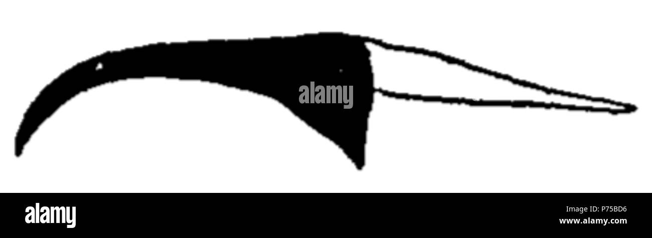 21 Bullacta exarata stylet Stock Photo - Alamy