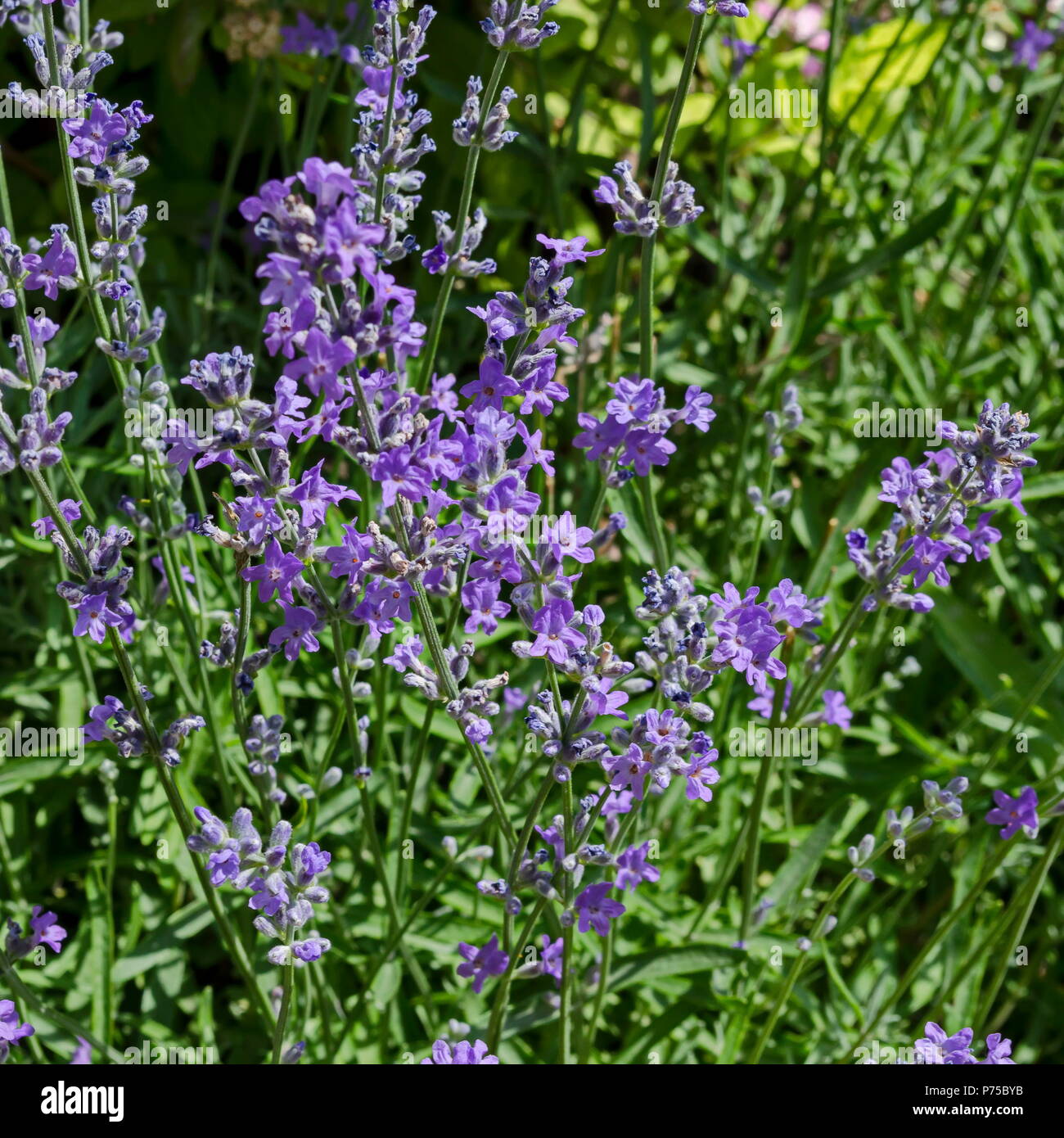 Lavándula officinalis hi-res stock photography and images - Alamy