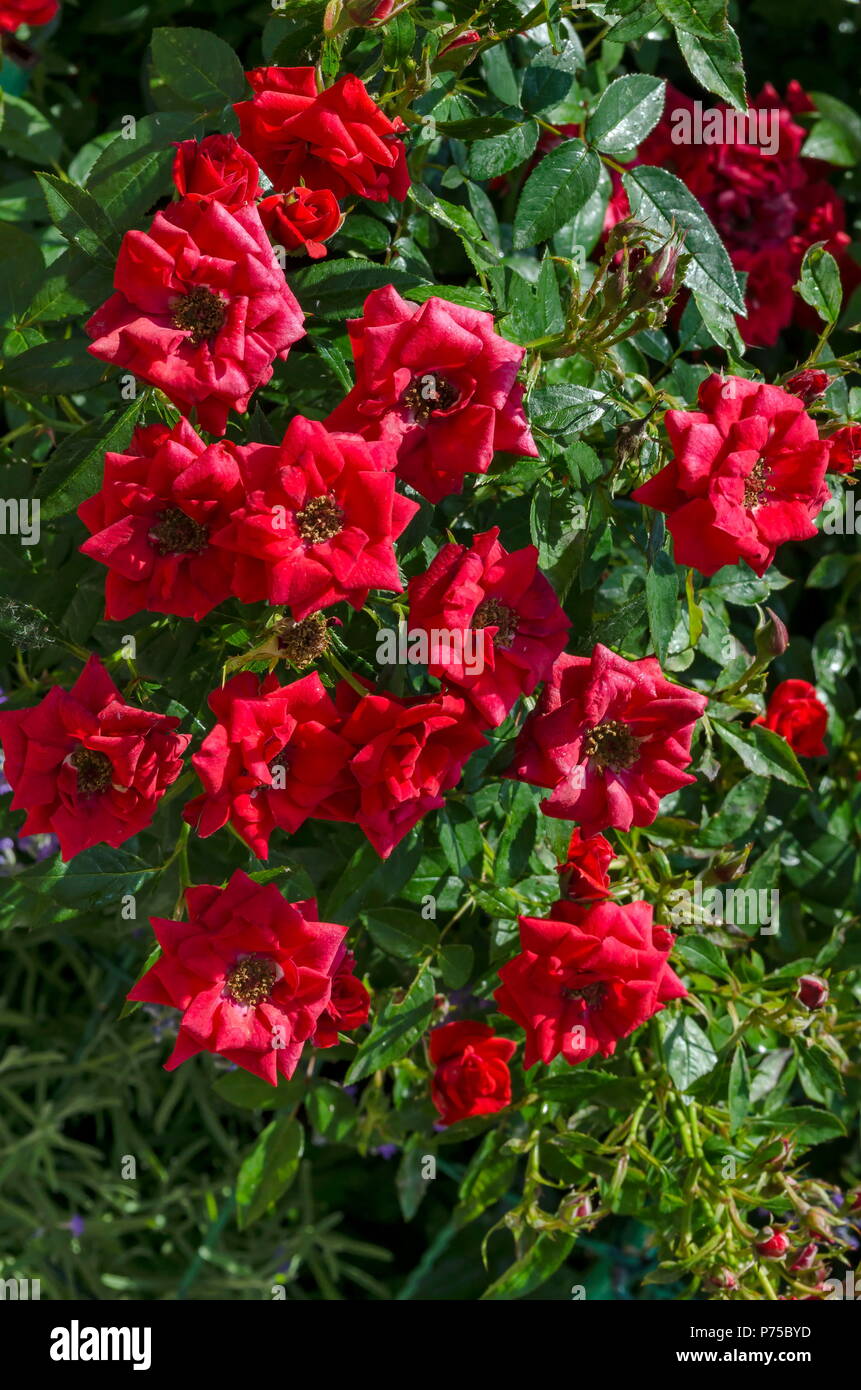 Red rose bush in bloom at natural outdoor garden, Sofia, Bulgaria Stock ...