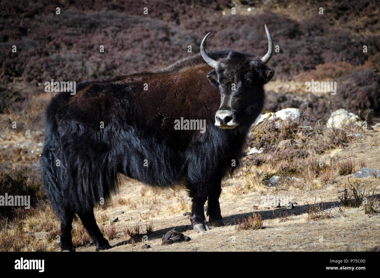 Nepal yak animal hi-res stock photography and images - Alamy