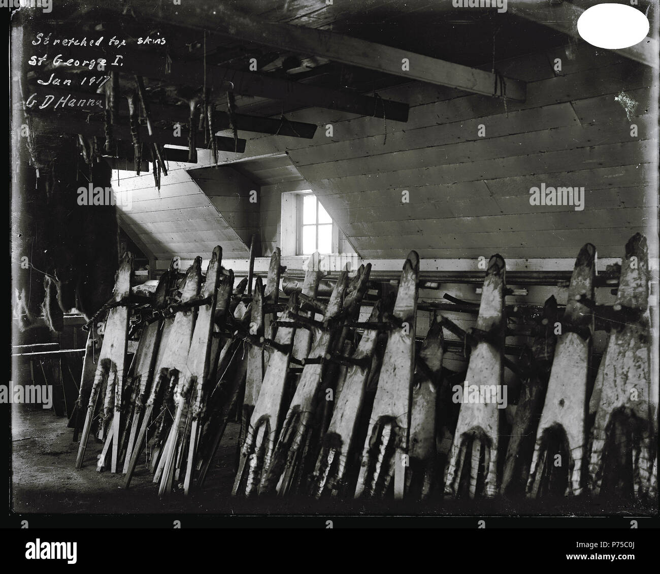 Fox skins hi-res stock photography and images - Alamy