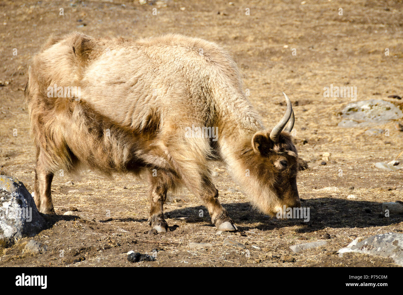 Brown yak hi-res stock photography and images - Alamy
