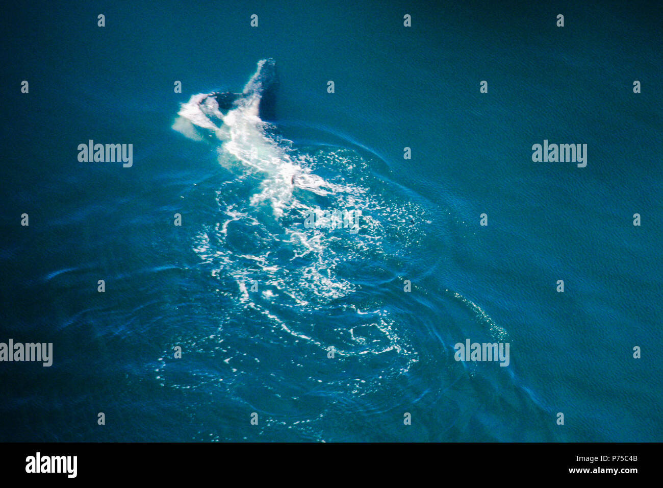 Side view large humpback whale hi-res stock photography and images - Alamy