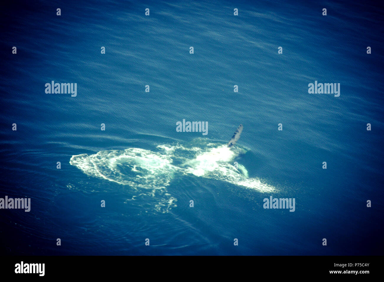Side view large humpback whale hi-res stock photography and images - Alamy