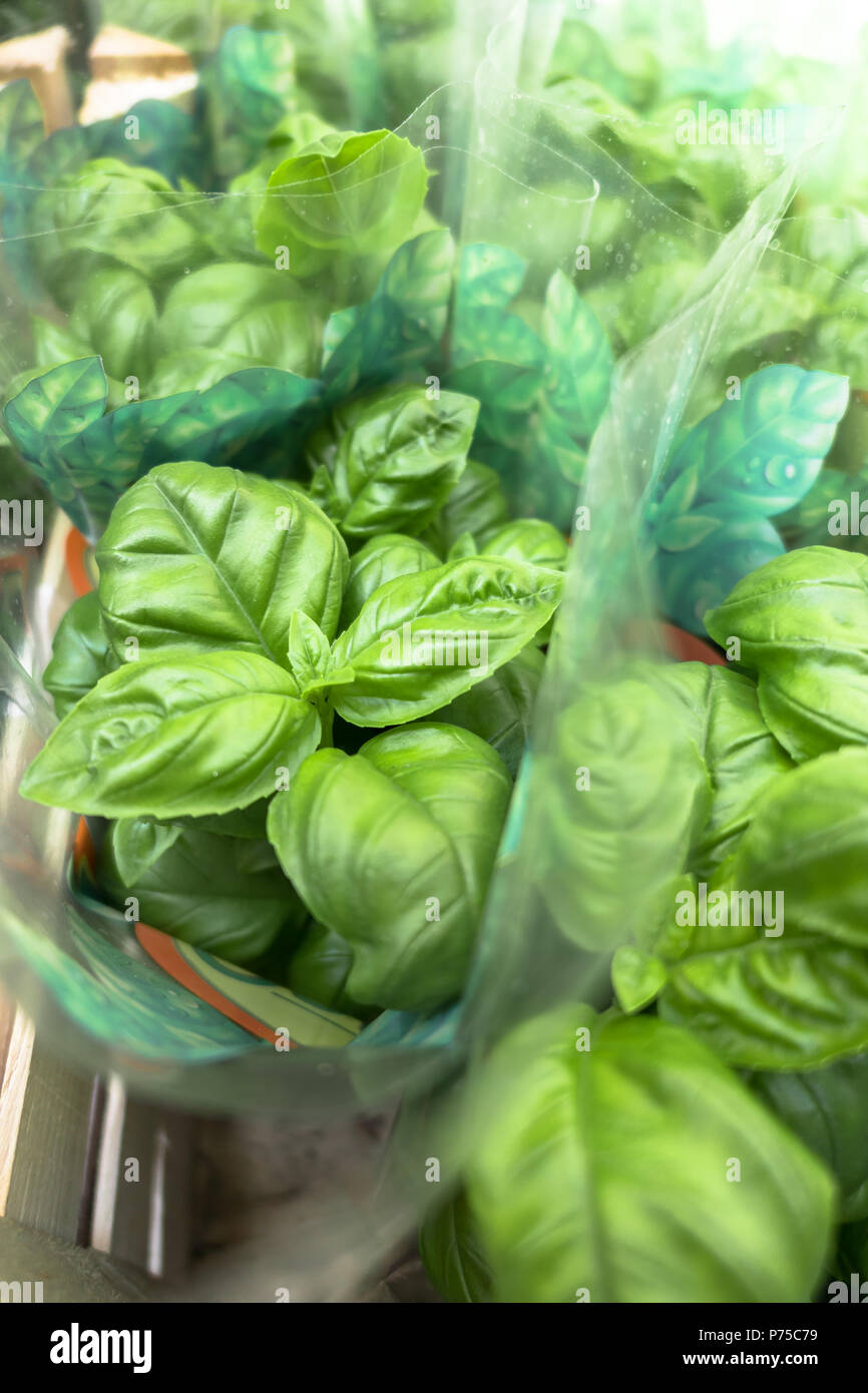 Basil potted pot herb herbs spice fresh green hi-res stock photography ...