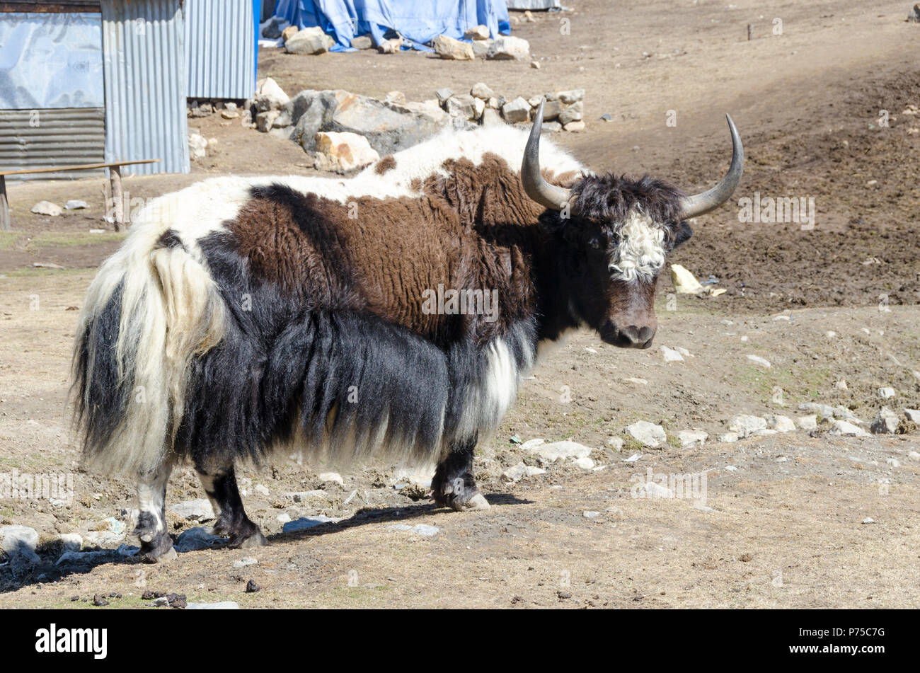 White yak hair hi-res stock photography and images - Alamy