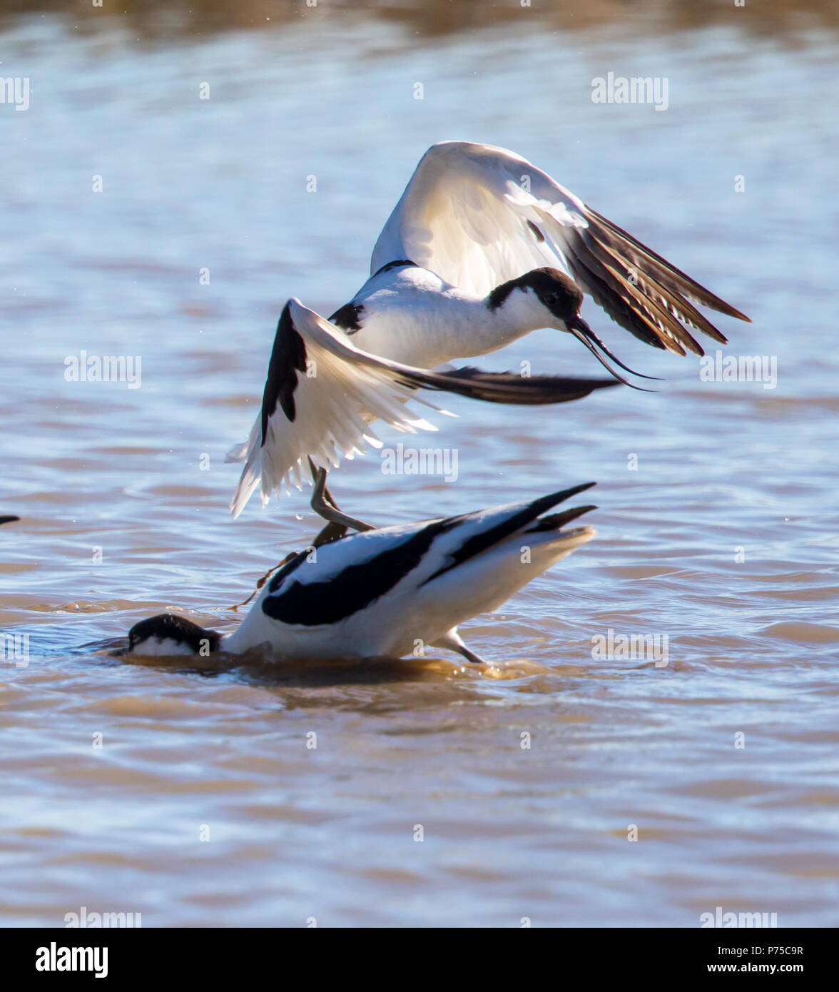 Avocet at Slimbridge WWT Stock Photo - Alamy
