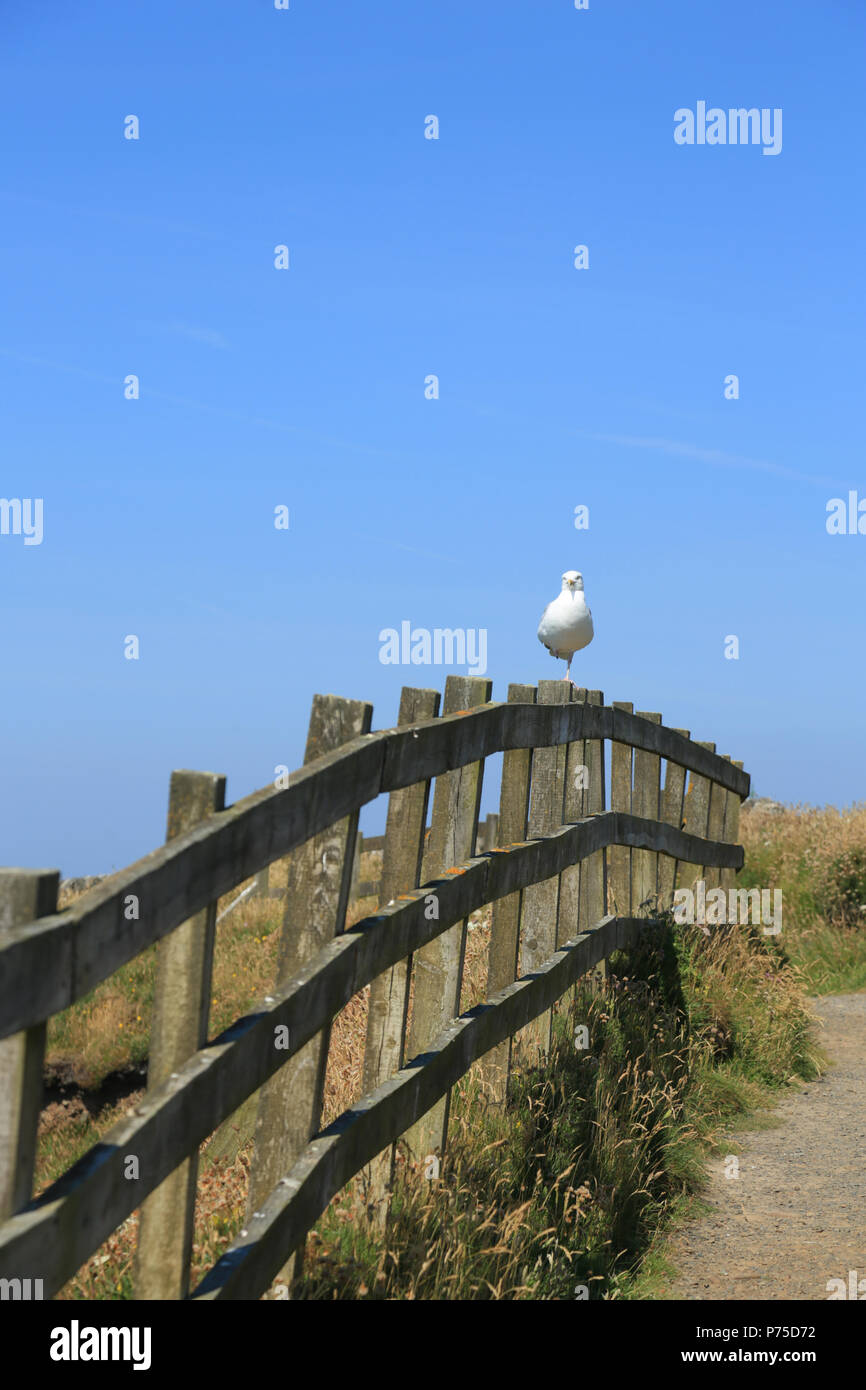 Coastal path and clifftop hi-res stock photography and images - Alamy