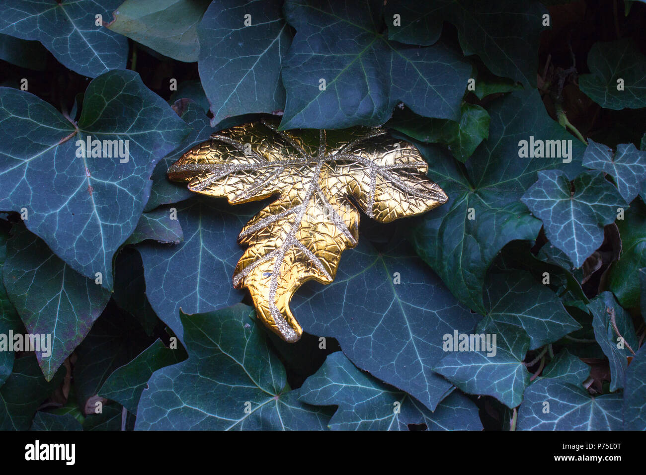 Unique golden leaf between autumn leaves of a ivy Stock Photo - Alamy