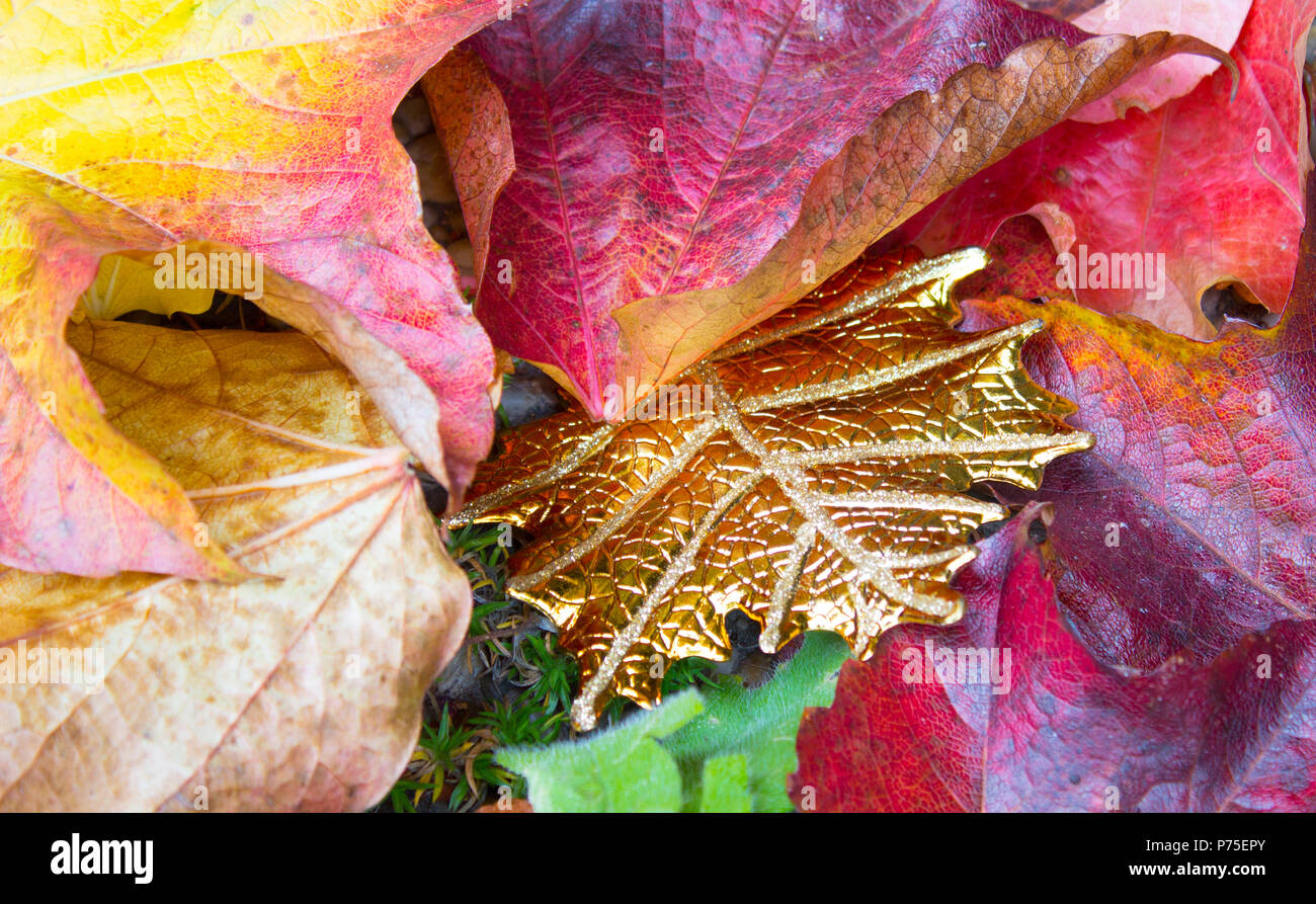 Five finger plants hi-res stock photography and images - Alamy