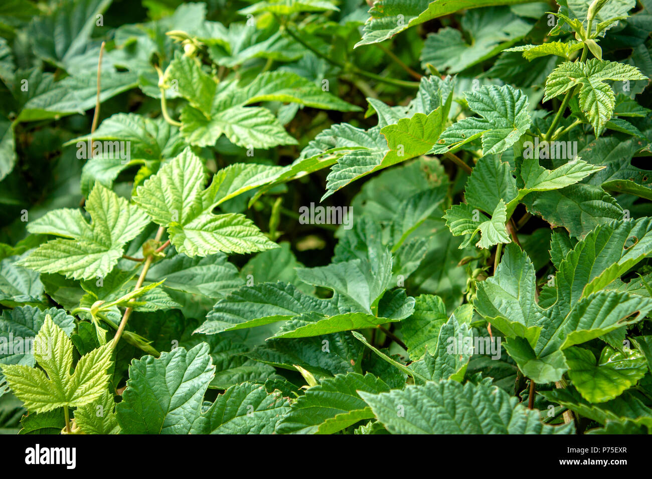 Japanese hop plant hi-res stock photography and images - Alamy