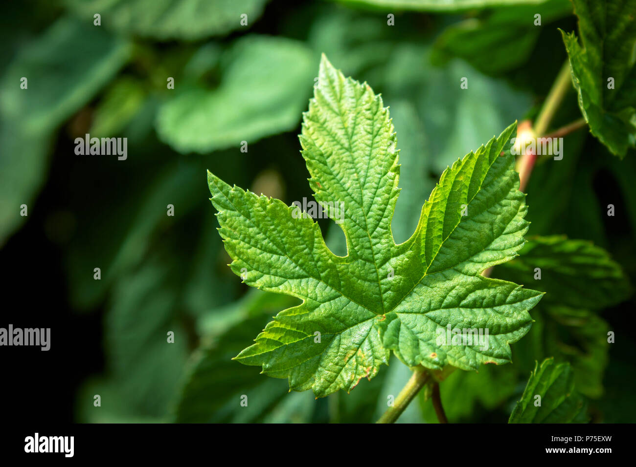 Japanese hop plant hi-res stock photography and images - Alamy