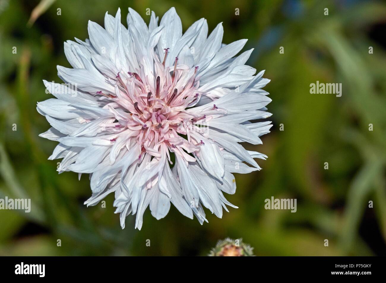 Golden everlasting flowers or strawflowers for background Stock Photo ...