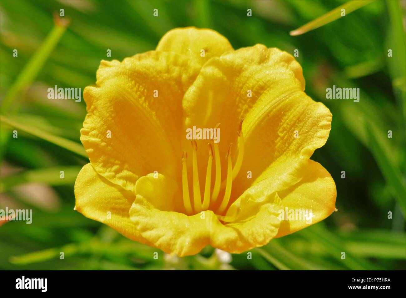 Yellow Day Lilly shot closeup with green back ground Stock Photo - Alamy