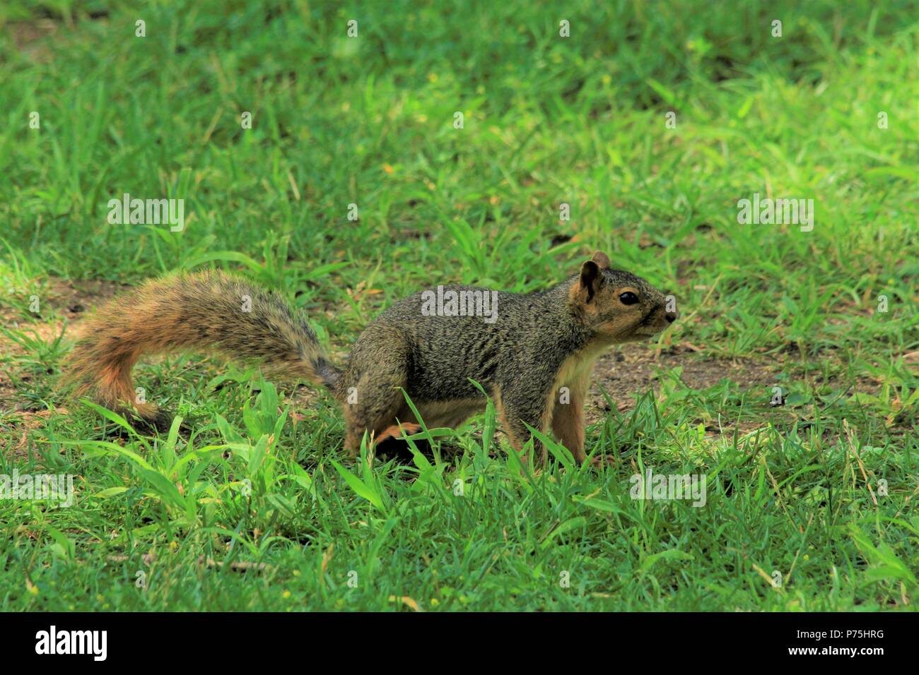 Fox Tail Squirrel shot closeup with green grass Stock Photo - Alamy