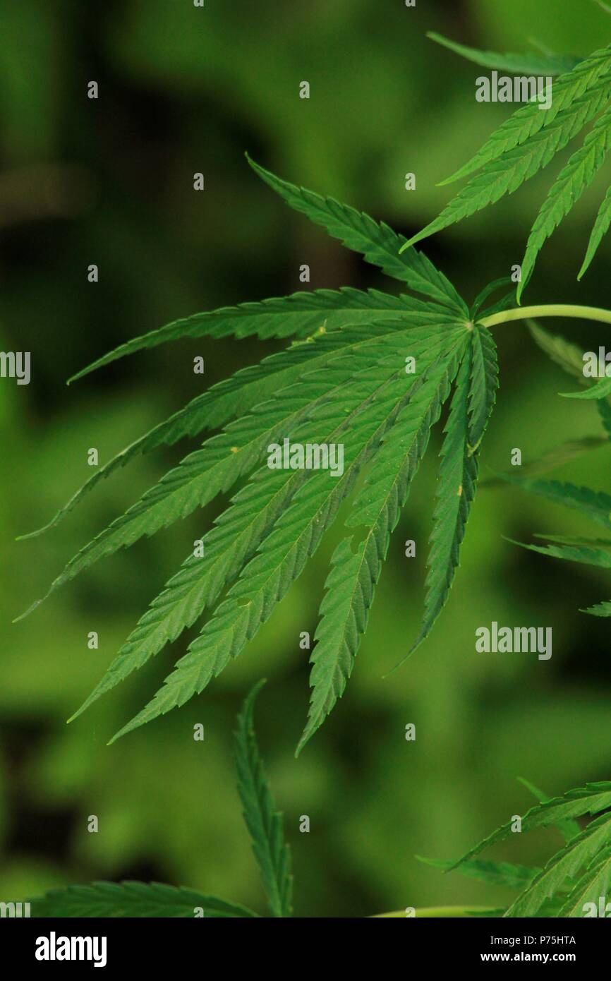 Cannabis marijuana leaves plants hi-res stock photography and images ...