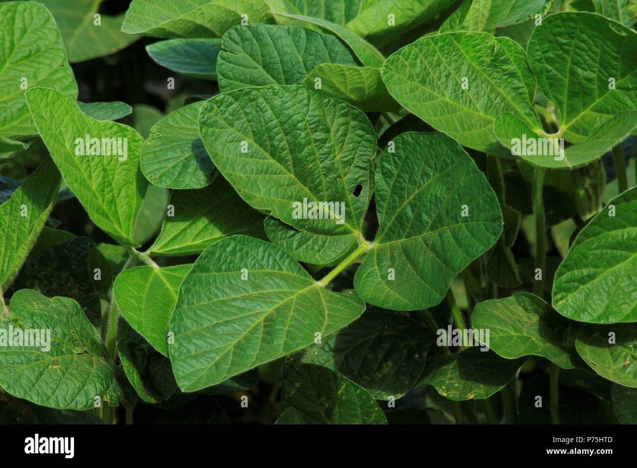 Soybeans texture hi-res stock photography and images - Alamy