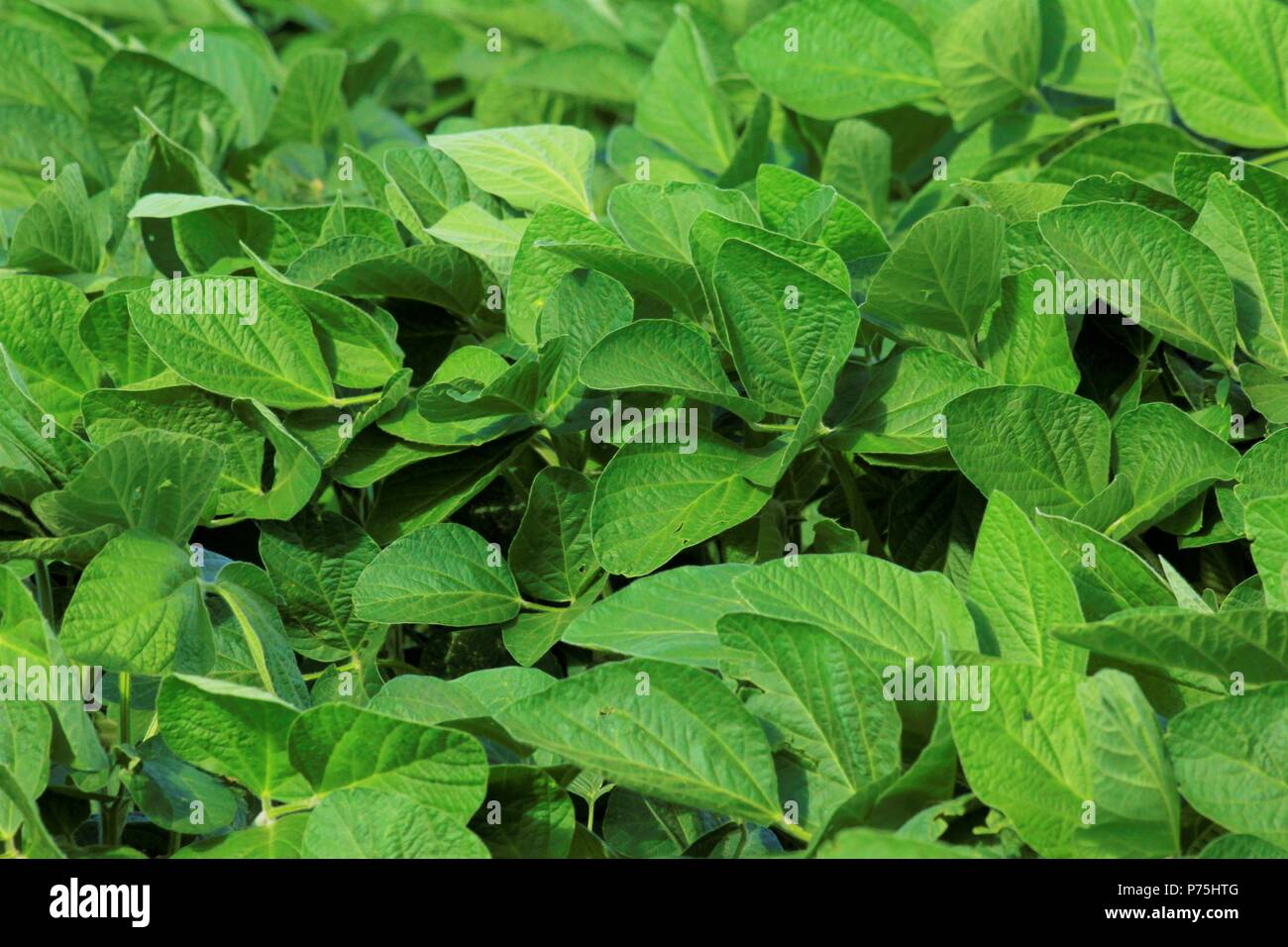 Soybeans texture hi-res stock photography and images - Alamy
