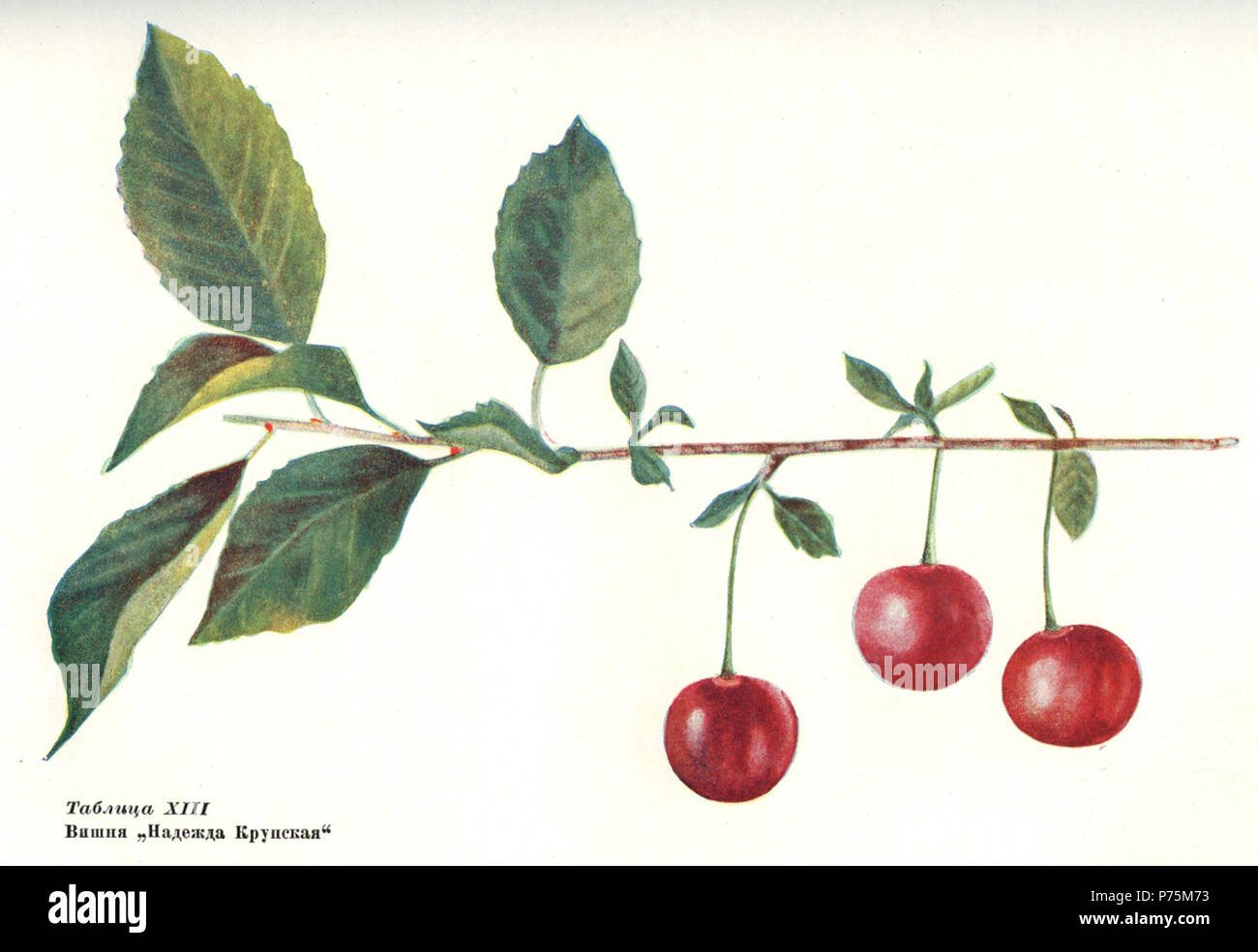 Russian botanist and illustrator. N/A 165 Michurin 1936 105 Stock Photo ...