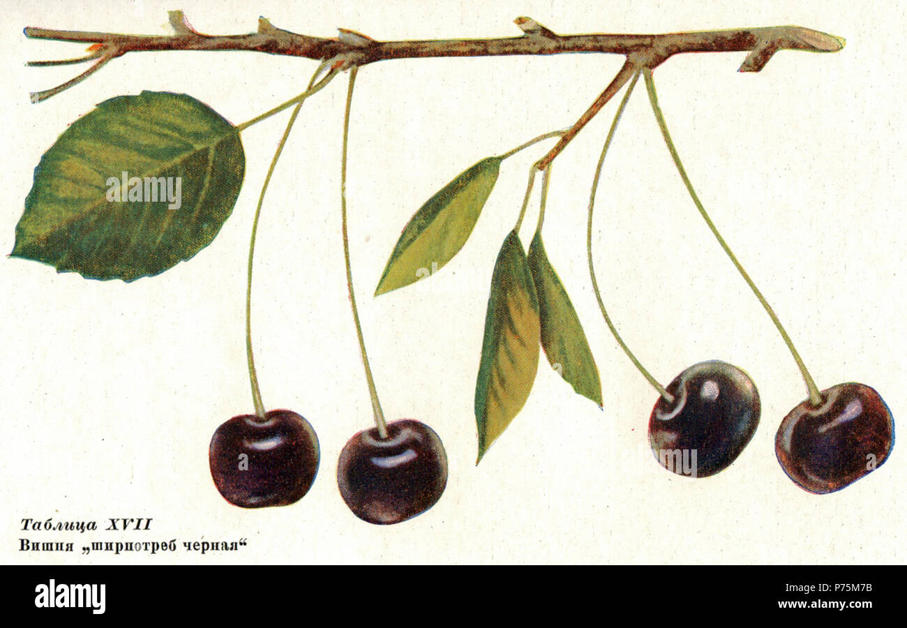 Russian botanist and illustrator. N/A 165 Michurin 1936 111 Stock Photo ...