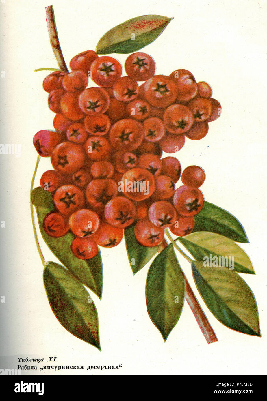 Russian botanist and illustrator. N/A 165 Michurin 1936 102 Stock Photo ...