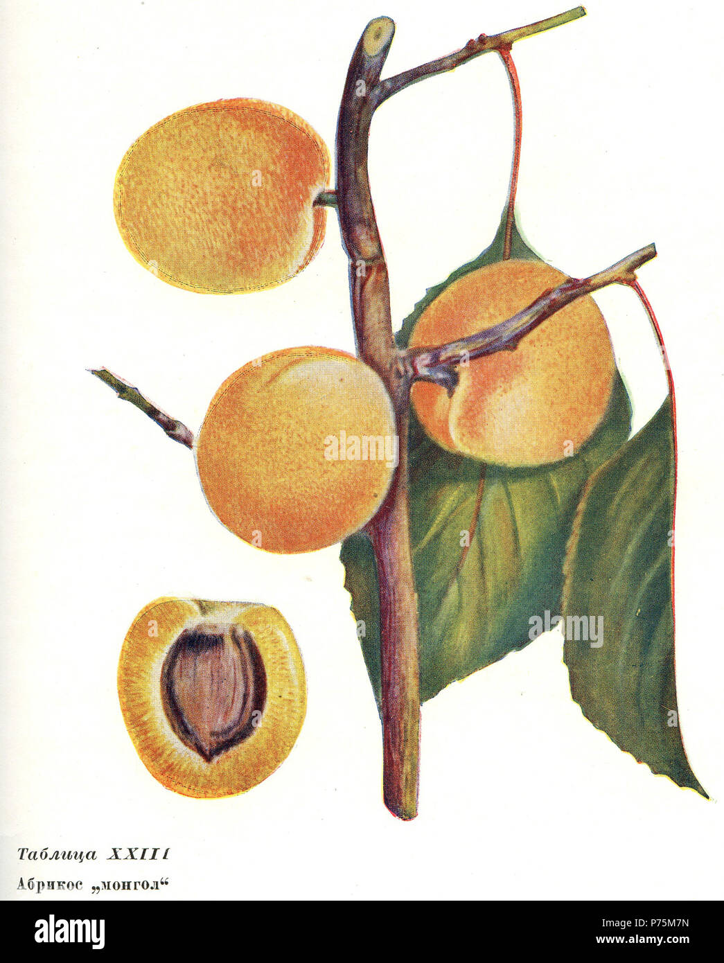 Russian botanist and illustrator. N/A 165 Michurin 1936 124 Stock Photo ...