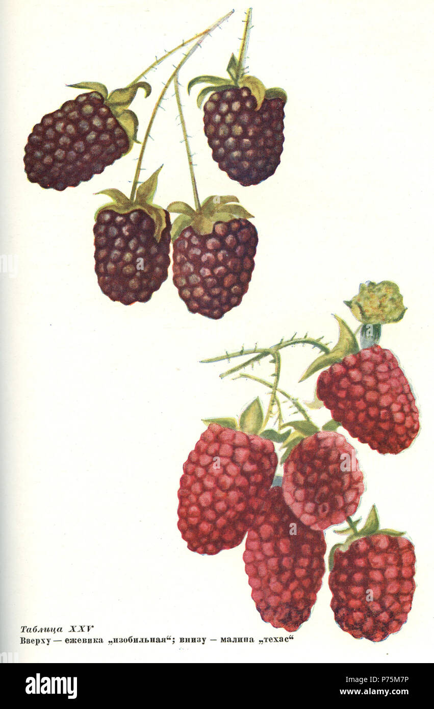 Russian botanist and illustrator. N/A 165 Michurin 1936 127 Stock Photo ...