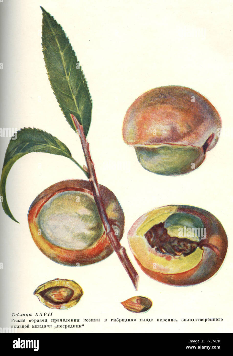 Russian botanist and illustrator. N/A 165 Michurin 1936 129 Stock Photo ...