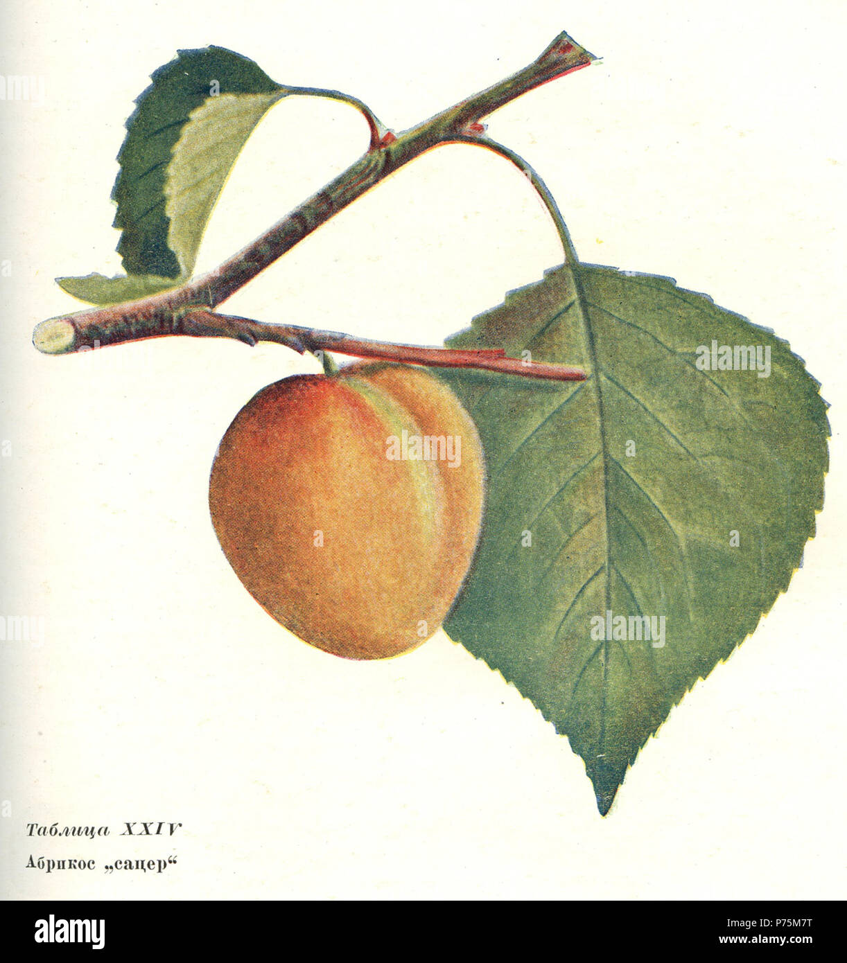 Russian botanist and illustrator. N/A 165 Michurin 1936 125 Stock Photo ...