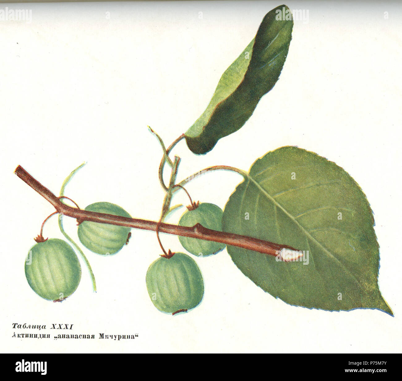 Russian botanist and illustrator. N/A 165 Michurin 1936 132 Stock Photo ...