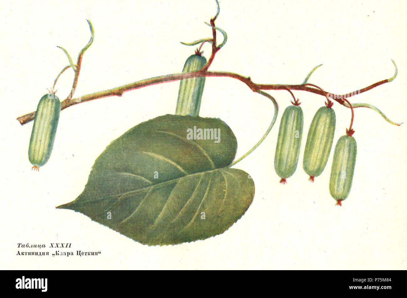 Russian botanist hi-res stock photography and images - Alamy