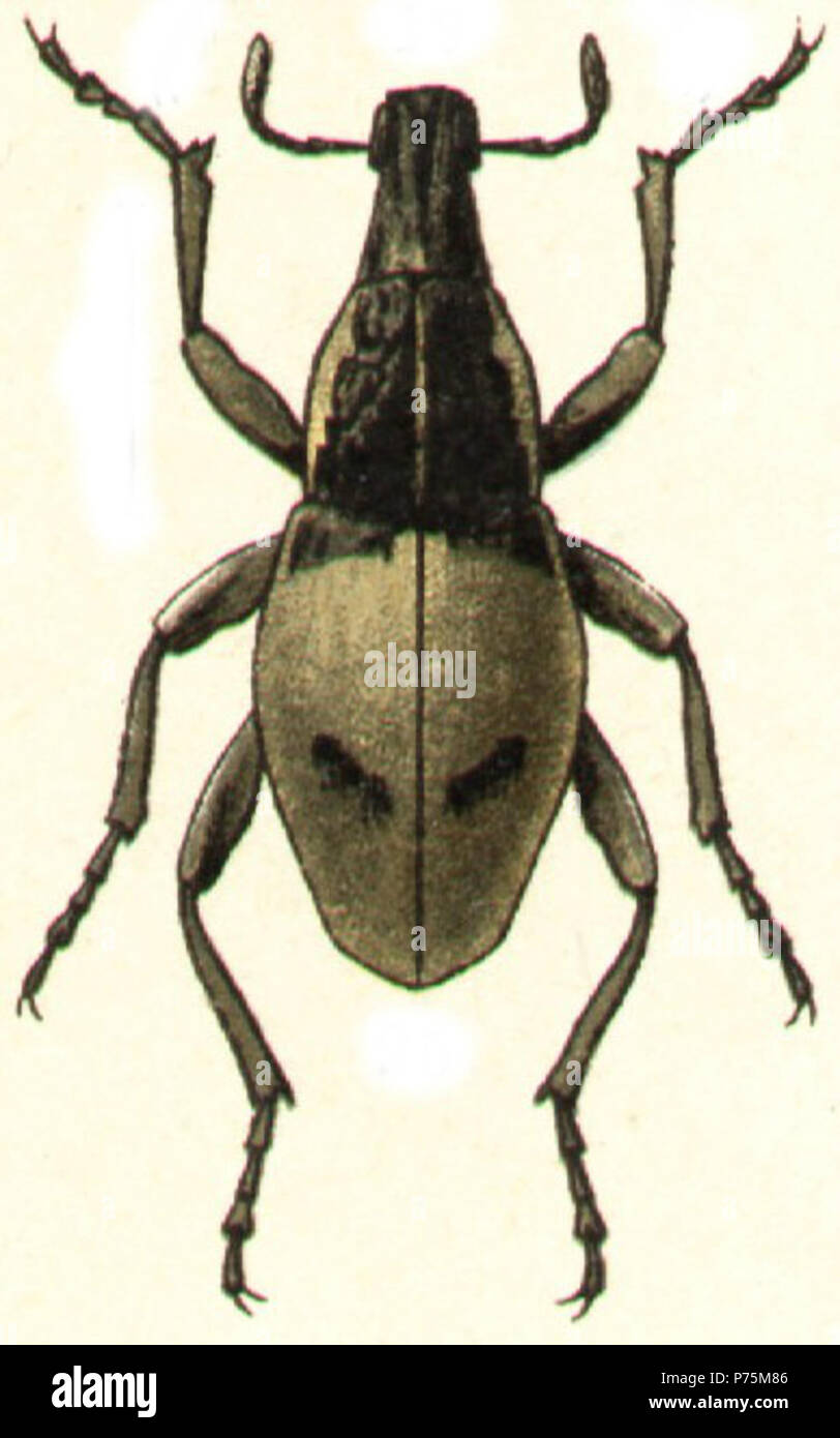 : Microcleonus panderi (Curculionidae) English: snout beetle ...