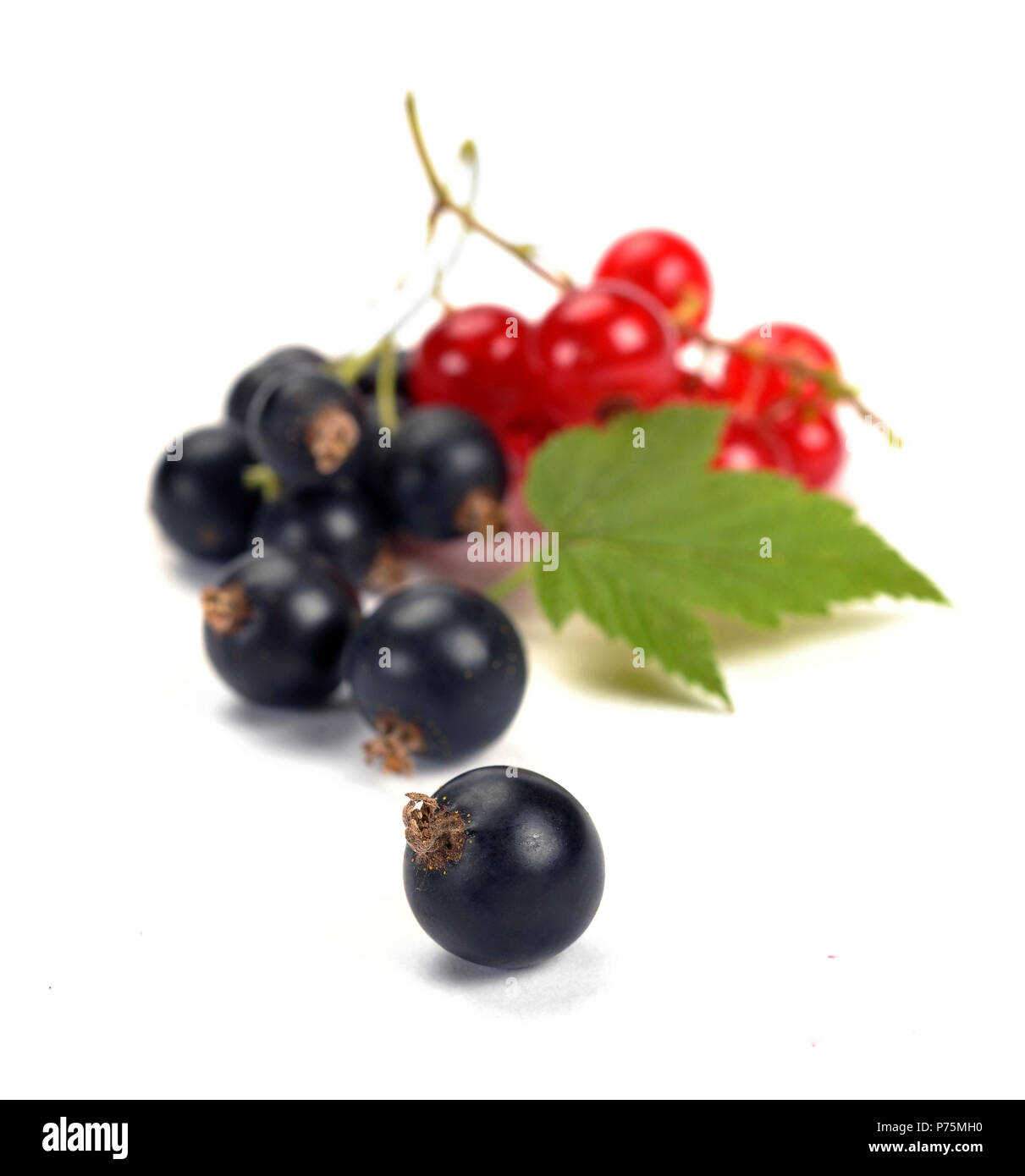 black currants with leaves on white background Stock Photo - Alamy